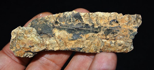 Paleo Gallery
